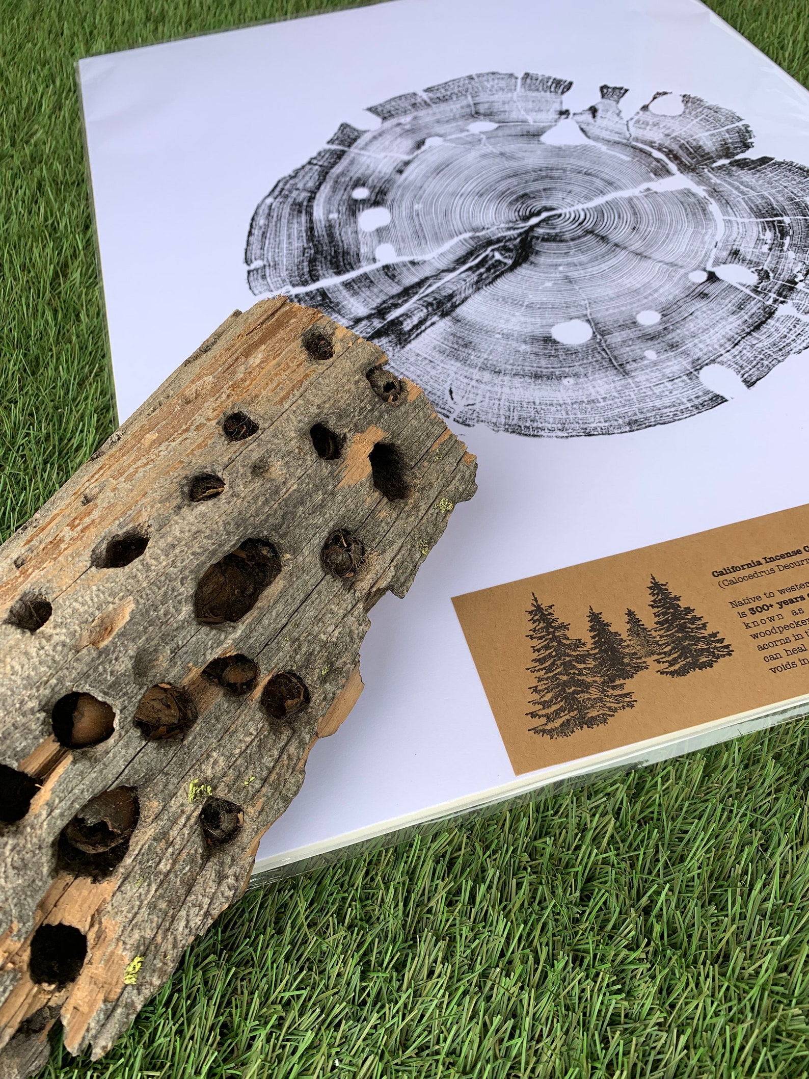 Wood Art Tree Ring Print Handmade - Etsy