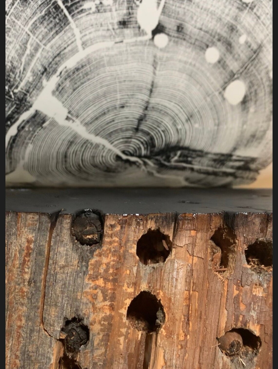 Wood Art Tree Ring Print Handmade | Etsy