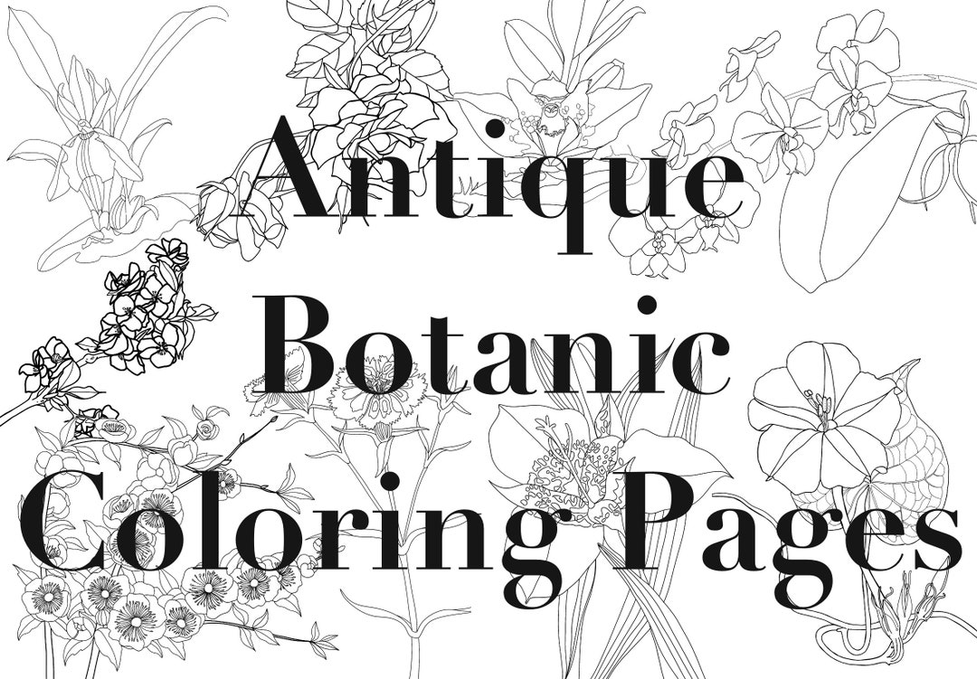 Antique 1700s-1800s Botanical Study Chromolithograph Series Coloring ...