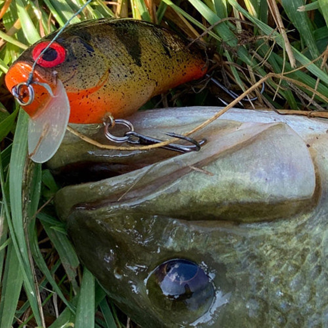 Howell Custom Lures Golden Perch Custom Painted Fishing Lure - Etsy