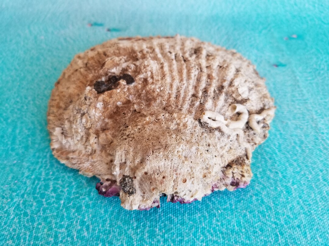 Pairlarge Rock Scallop Shells 6 Inch - Etsy