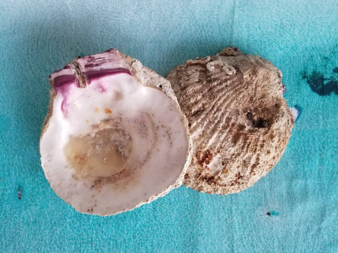 Pair Large Rock Scallop Shells 6 Inch - Etsy