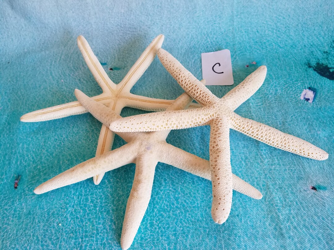 Natural Sea Star Starfish Craft Decoration - Etsy
