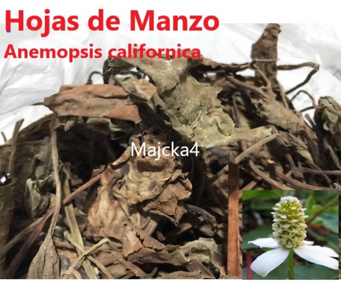 Hojas De Manzo Yerba De Manzo Raiz De Manzo 1 Oz BIG BAG Anemopsis ...