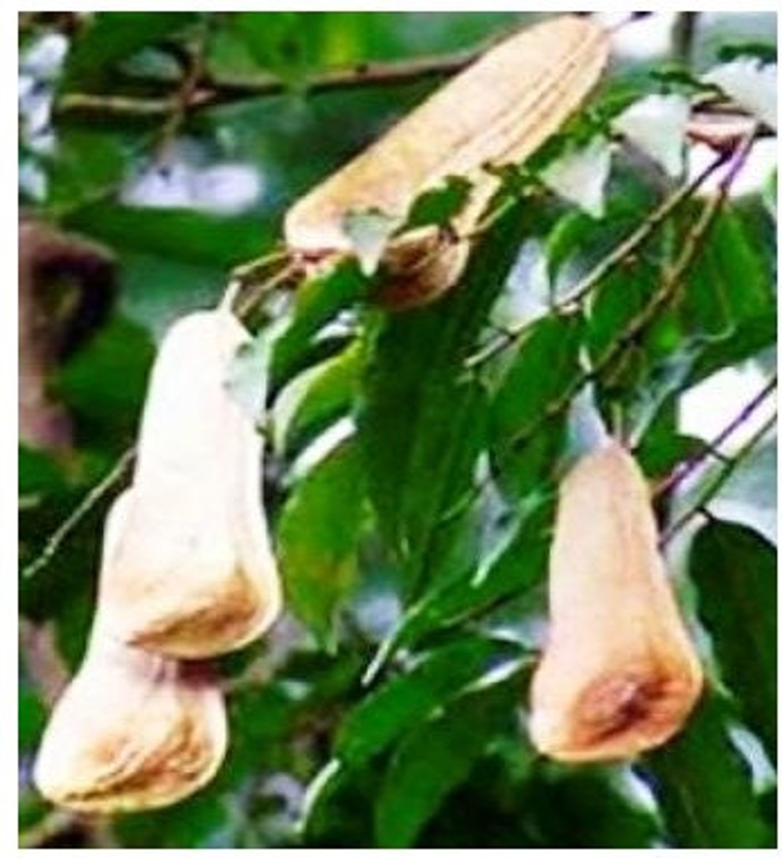 Balsamo de Peru Semillas 1/2oz balsamo del aire peruvian - Etsy México