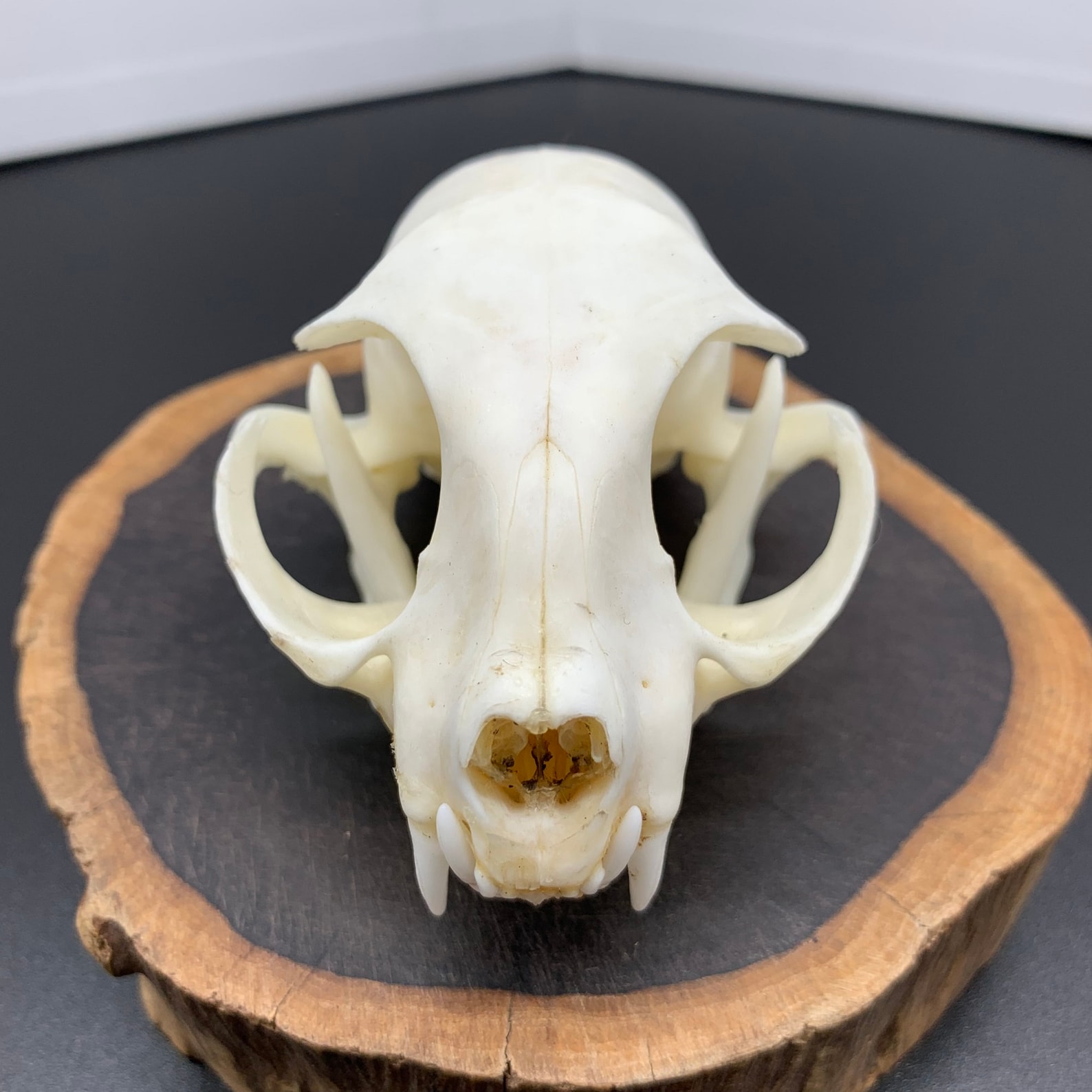 Real Bobcat skull bone specimen after cleaned and bleached for | Etsy