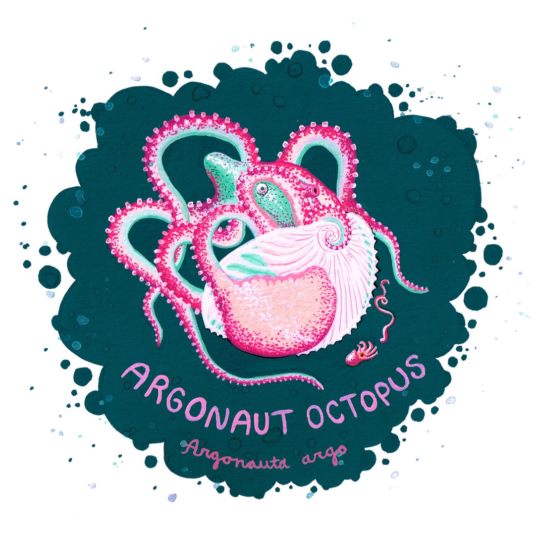 Argonaut Octopus Art Print 8x10 - Etsy