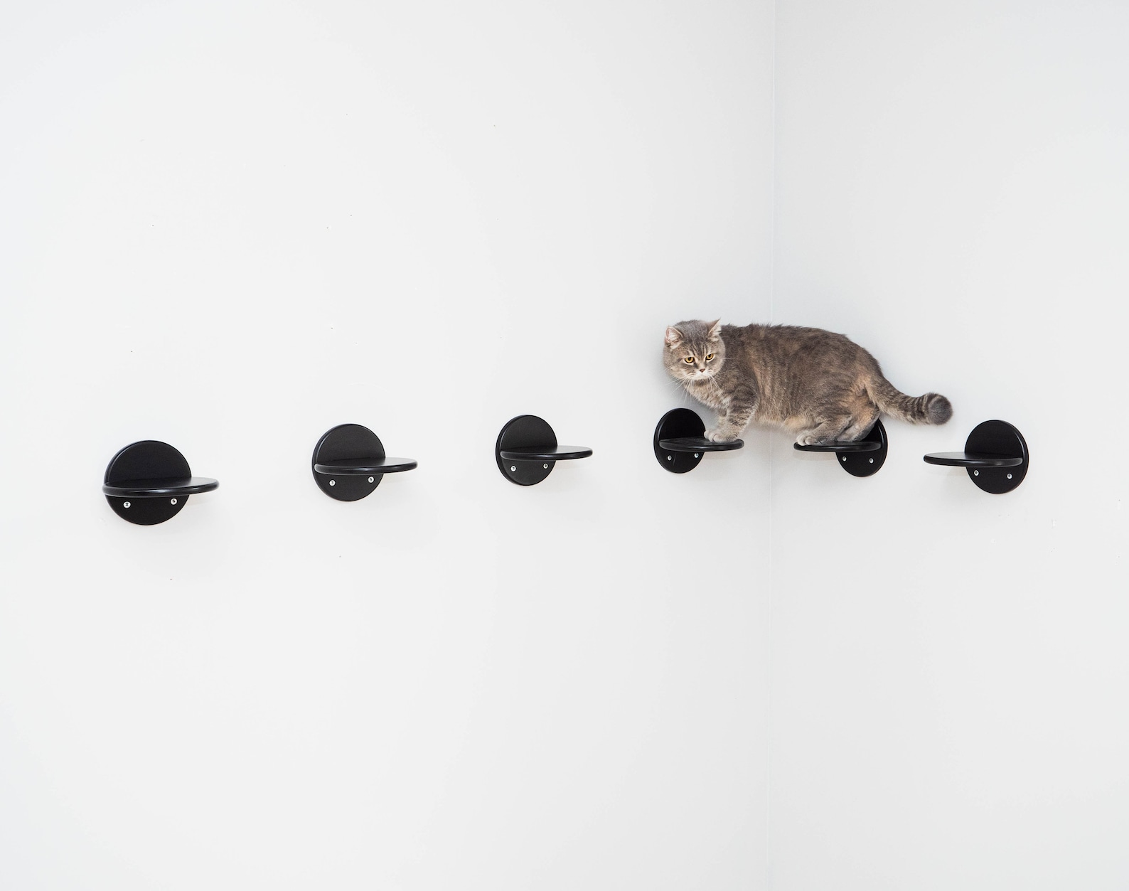 Set of 6 Steps Cat Round Steps Cat Gym Steps Cat Perch Modern - Etsy