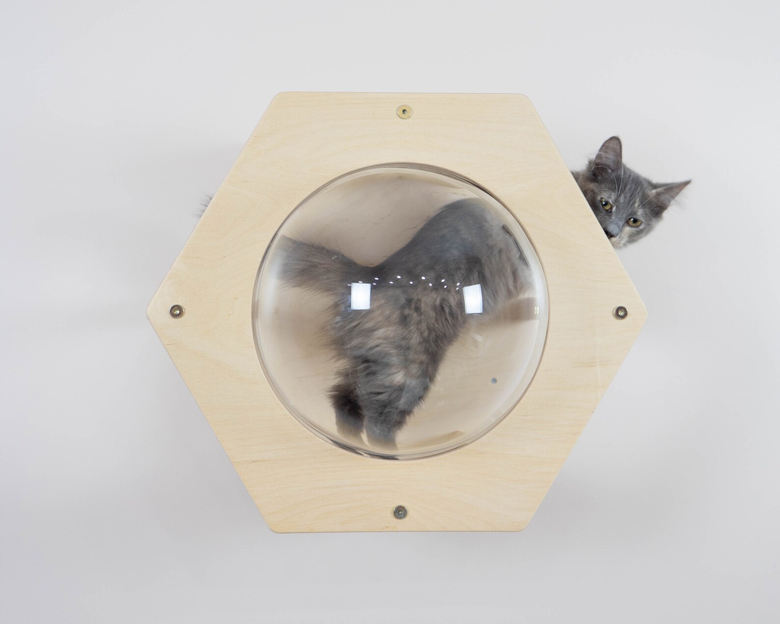 Cat Cabinet Wooden Cat Hexagon With a Panoramic View Cat | Etsy