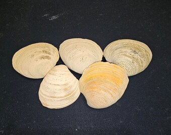Assorted, Authentic,hand-picked Gulf Coast Seashells - Etsy