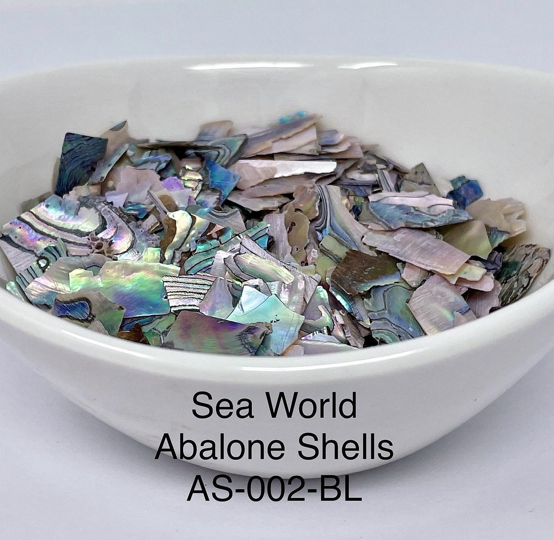 10g, 15g and 25g "sea World" Abalone Shell Pieces (10g in Bag, 15/25g ...