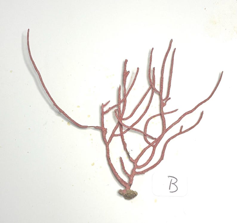 Small Sea Fan / Whips, Gorgonian Reef Coral - Choice - (group 1) - Etsy