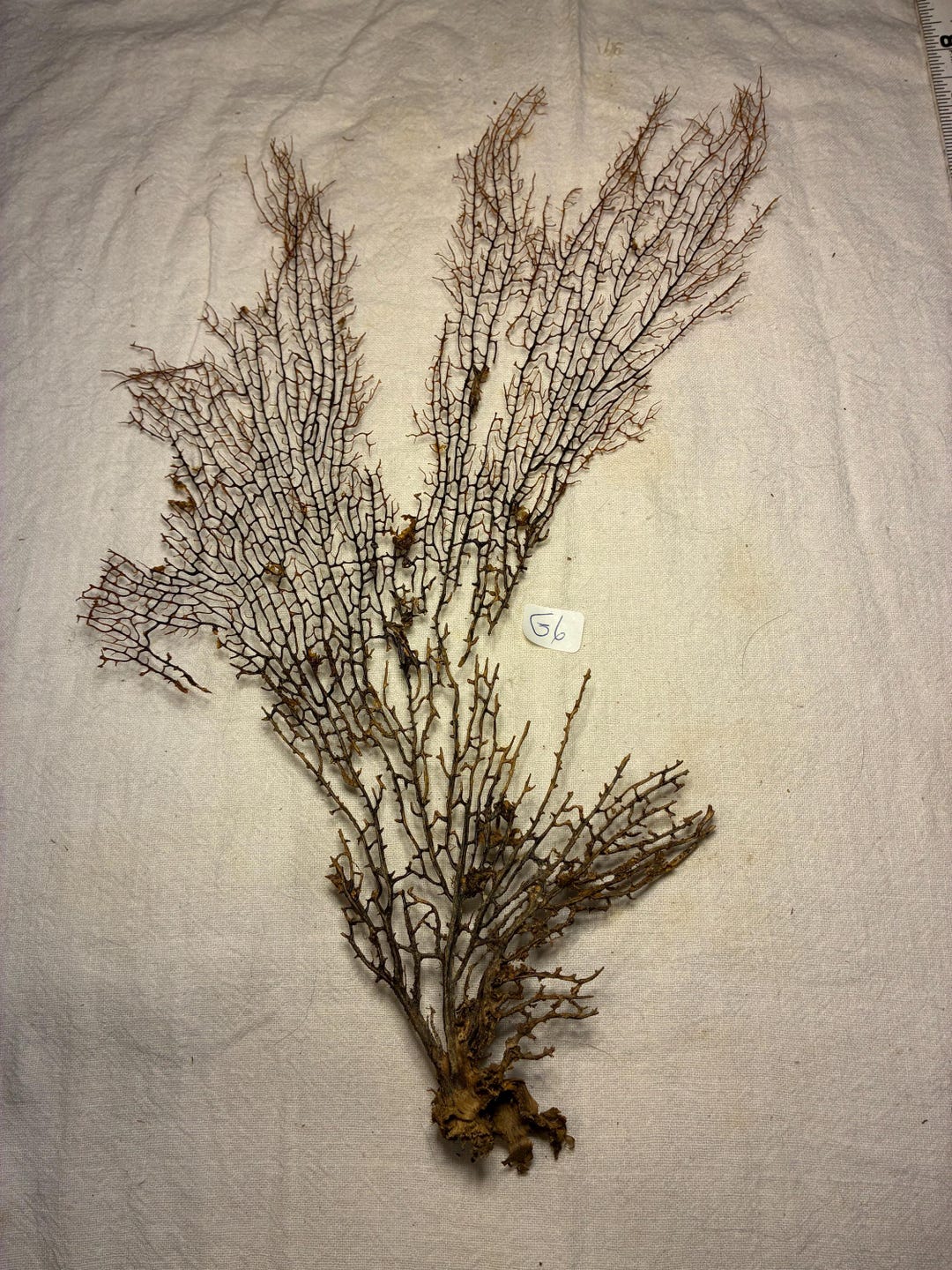 Large Natural Gorgonian Sea Fan Soft Coral 13.5” X 9” (#G6) - Etsy