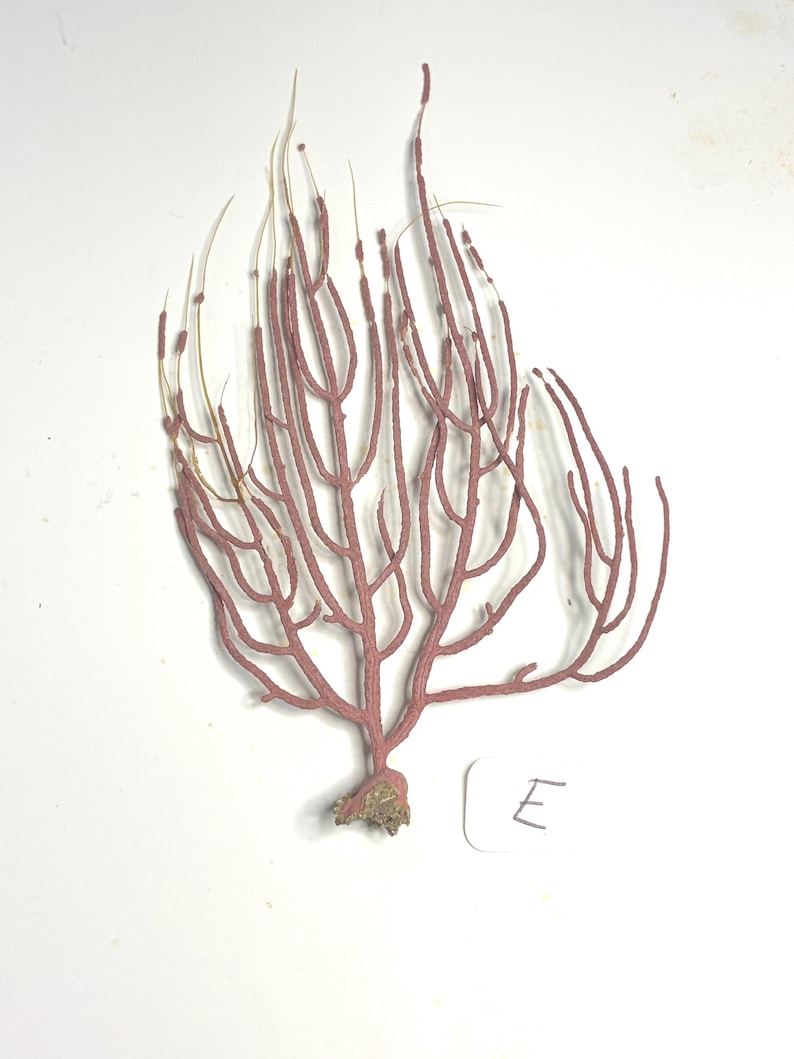 Small Sea Fan / Whips, Gorgonian Reef Coral - Choice - (group 1) - Etsy