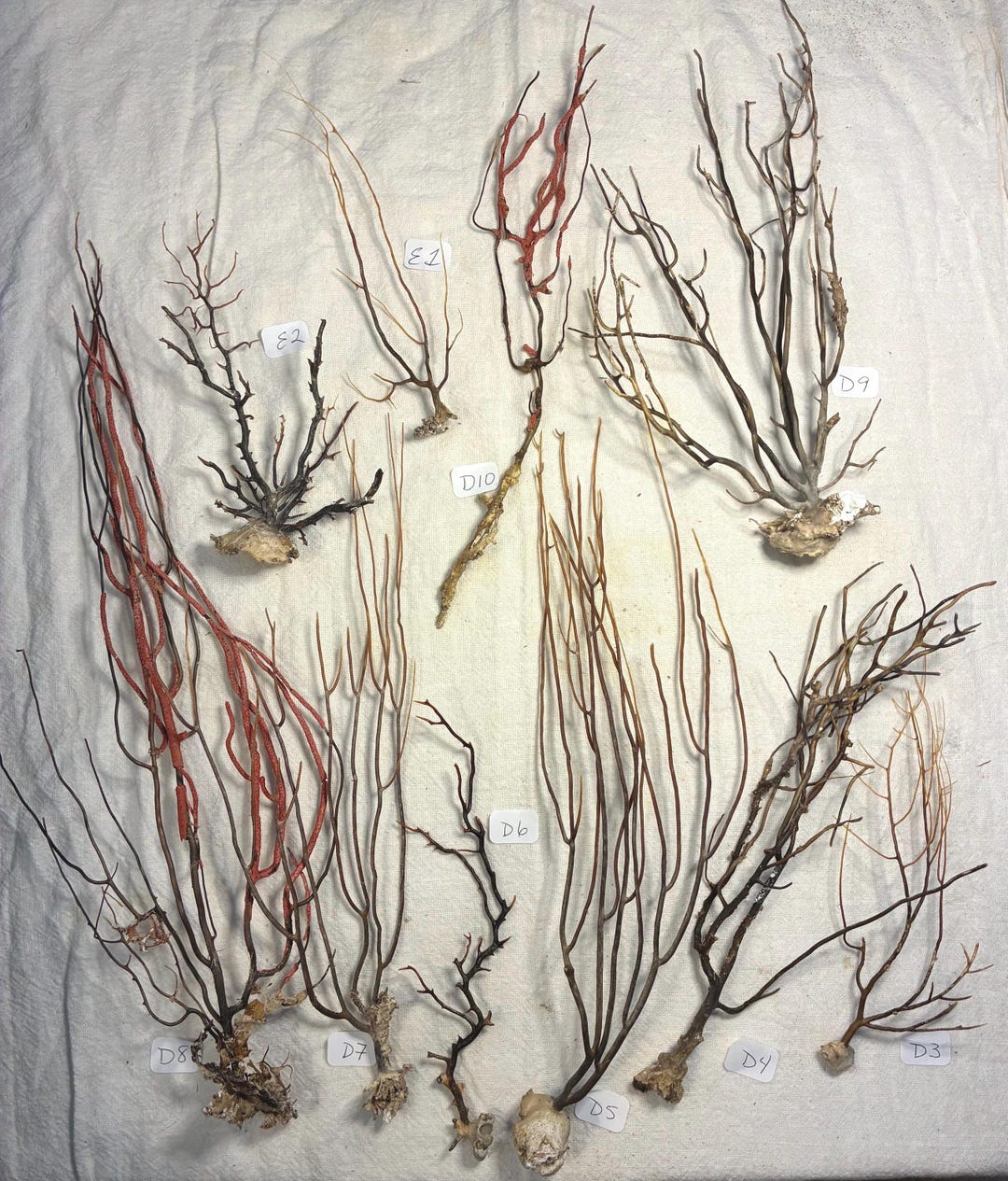 Choice of Sea Whips / Sea Fans - Gorgonian Soft Coral - Group #6 - Etsy