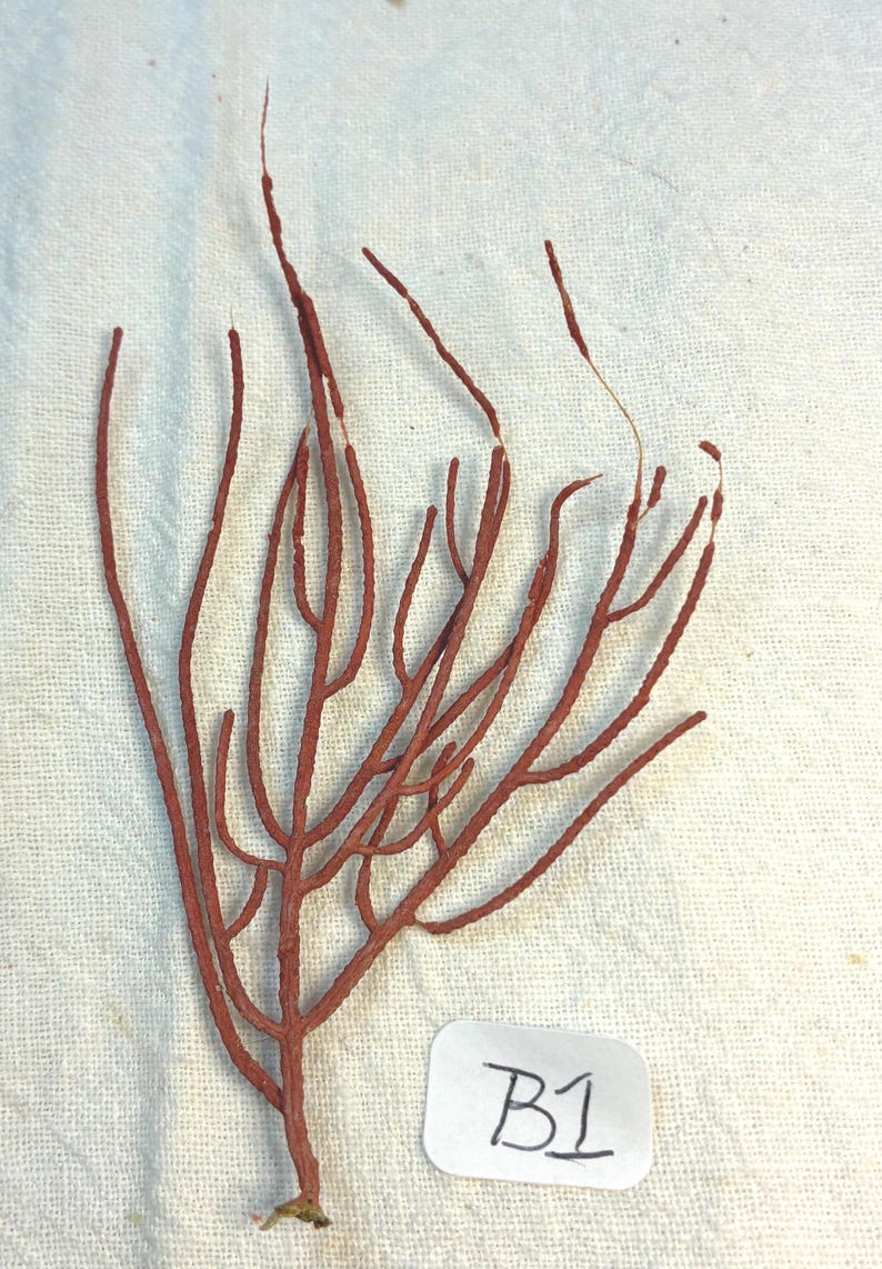 Choice of Small Sea Fans / Whips - Gorgonian Reef Coral Seashells ...