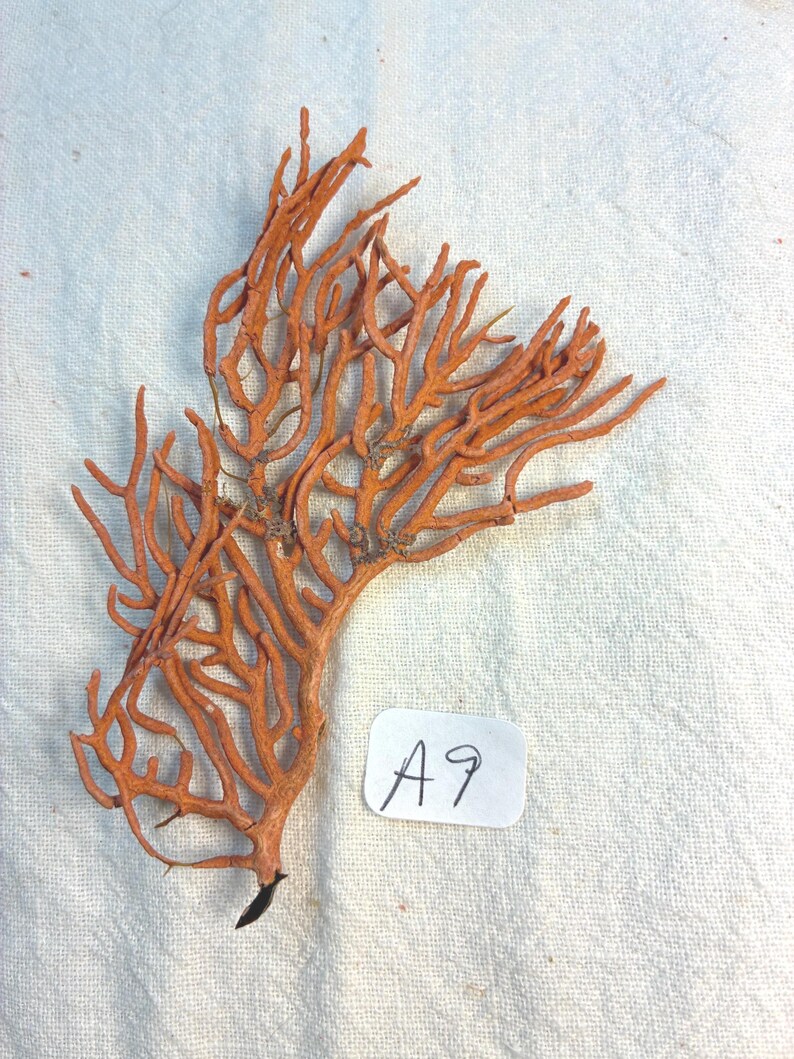 Choice of Small Sea Fans / Whips - Gorgonian Reef Coral Seashells ...