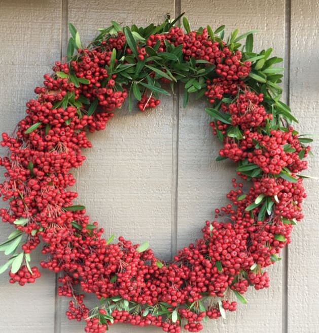 Fresh RED Pyracantha Berry Clusters for Decorating Christmas Yule ...