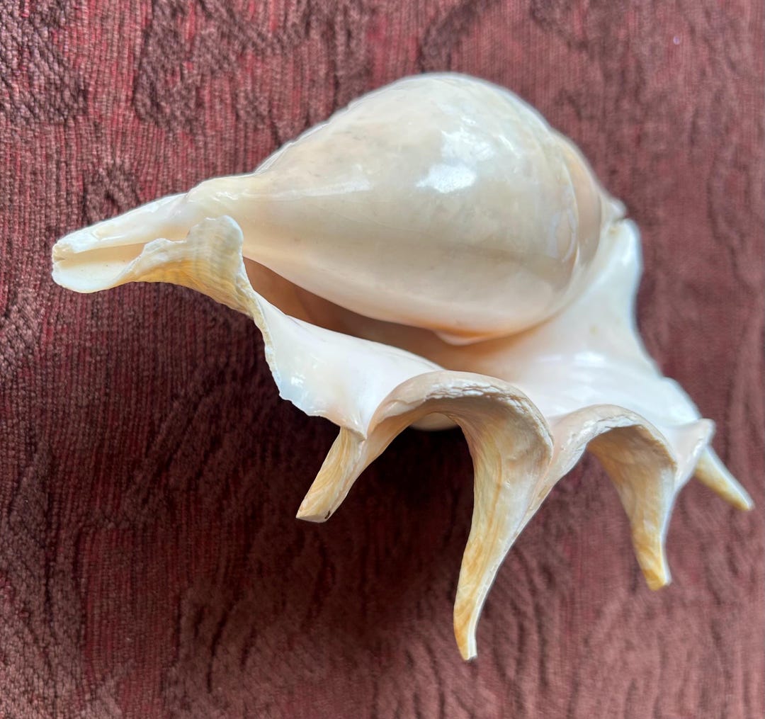 Lambis Sea Shell. Giant Spider Conch. 5.5” Lovely Summer Decor. Beach ...
