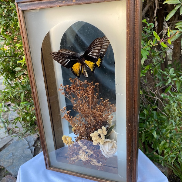 Shadow Box Taxidermy - Etsy