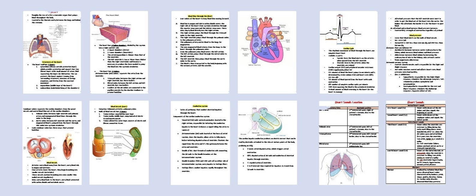Cardiac Bundle Flashcards Cardiac Notes - Etsy