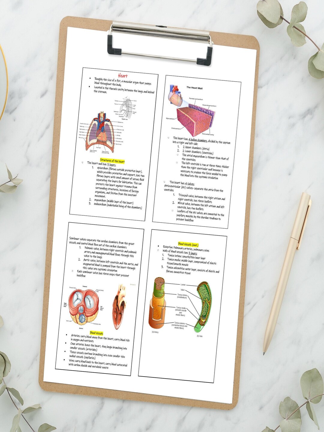 Cardiac Bundle Flashcards, Cardiac Notes - Etsy