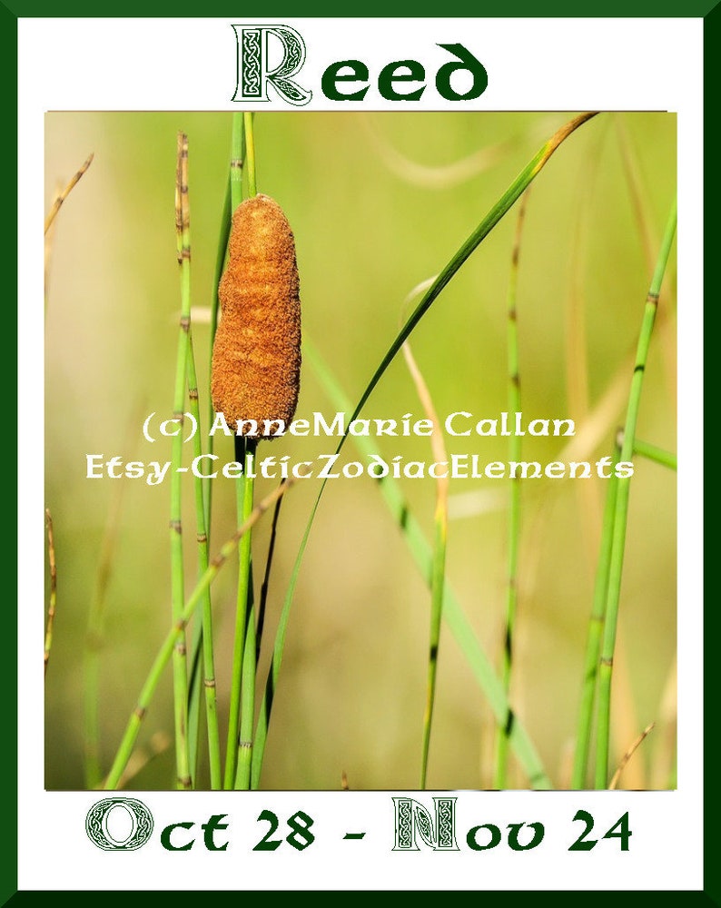 Celtic Family Tree of Life Necklace. A Reed Zodiac Necklace | Etsy