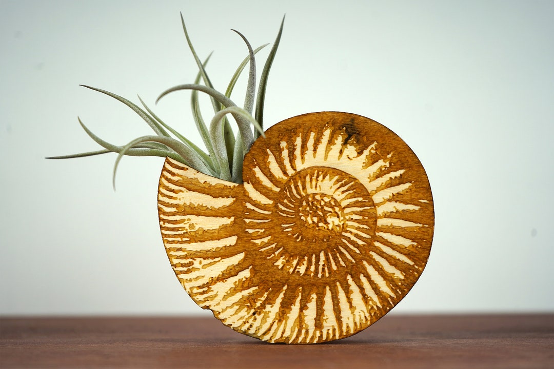 Ammonite Shell Air Plant Holder - Etsy