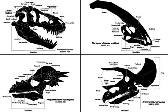Dinosaur Skeleton Chart