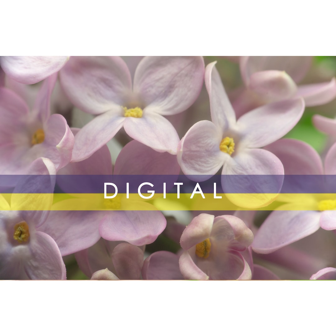 Printable Lilacs Flowers, Lilac Wall Art, Instant Download Photography ...
