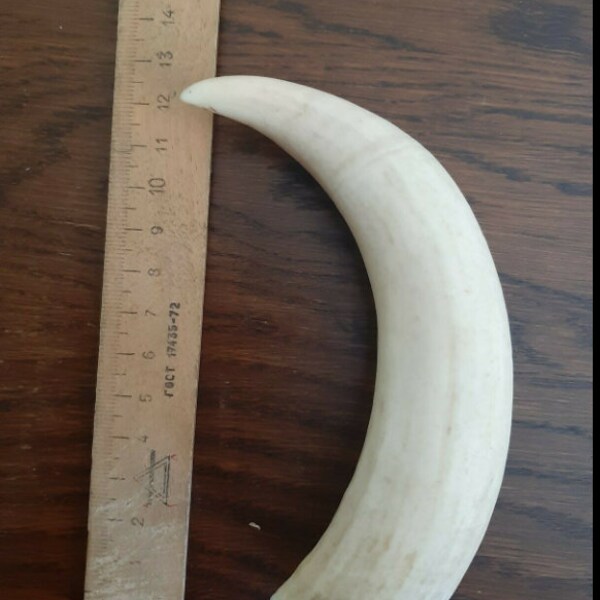 Real Whale Tooth - Etsy