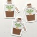 Mandrake Bottle Sticker Mandrake Stickers Plant Lover Gift - Etsy