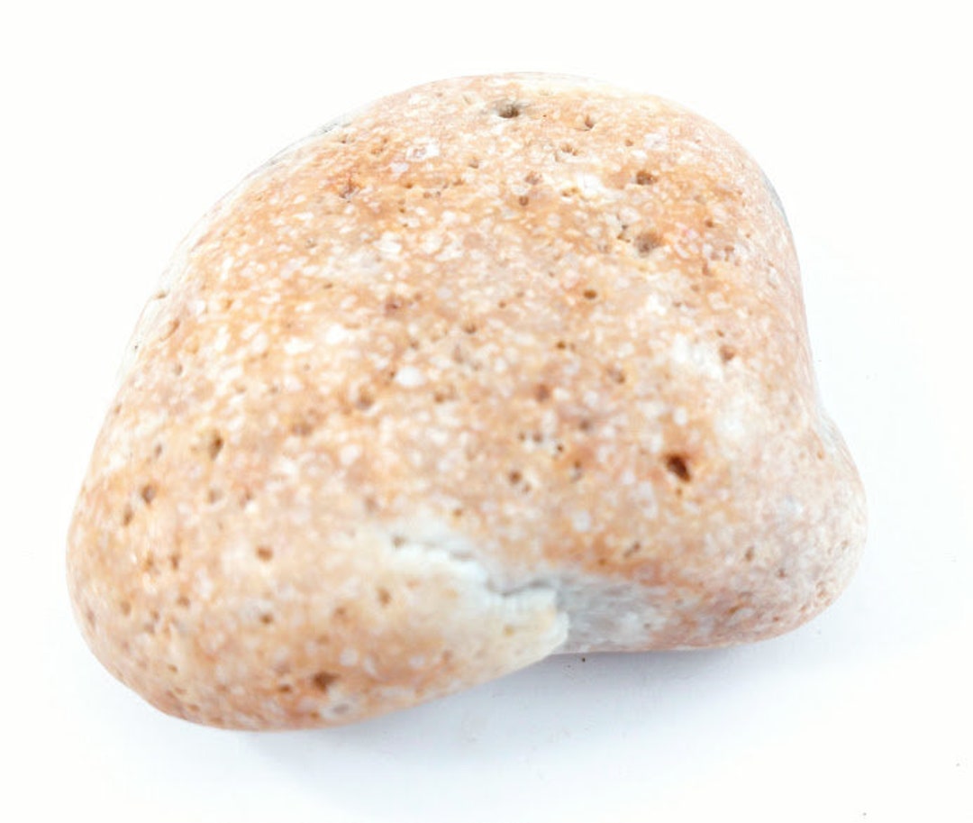 Oregon Coast Agatized Clam Fossil, Pink White Marine Fossil, Agate ...