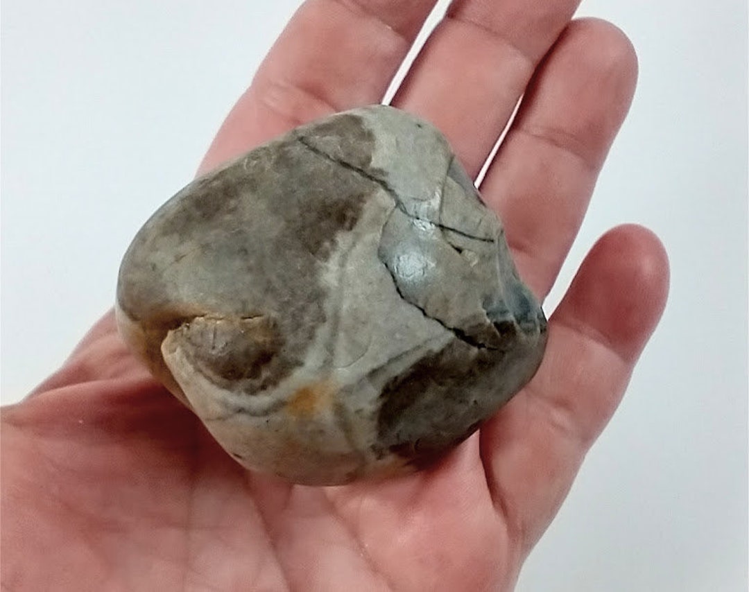 Oregon Coast Cambrian Marine Brachiopod Fossil Rock, Fully Lithified ...