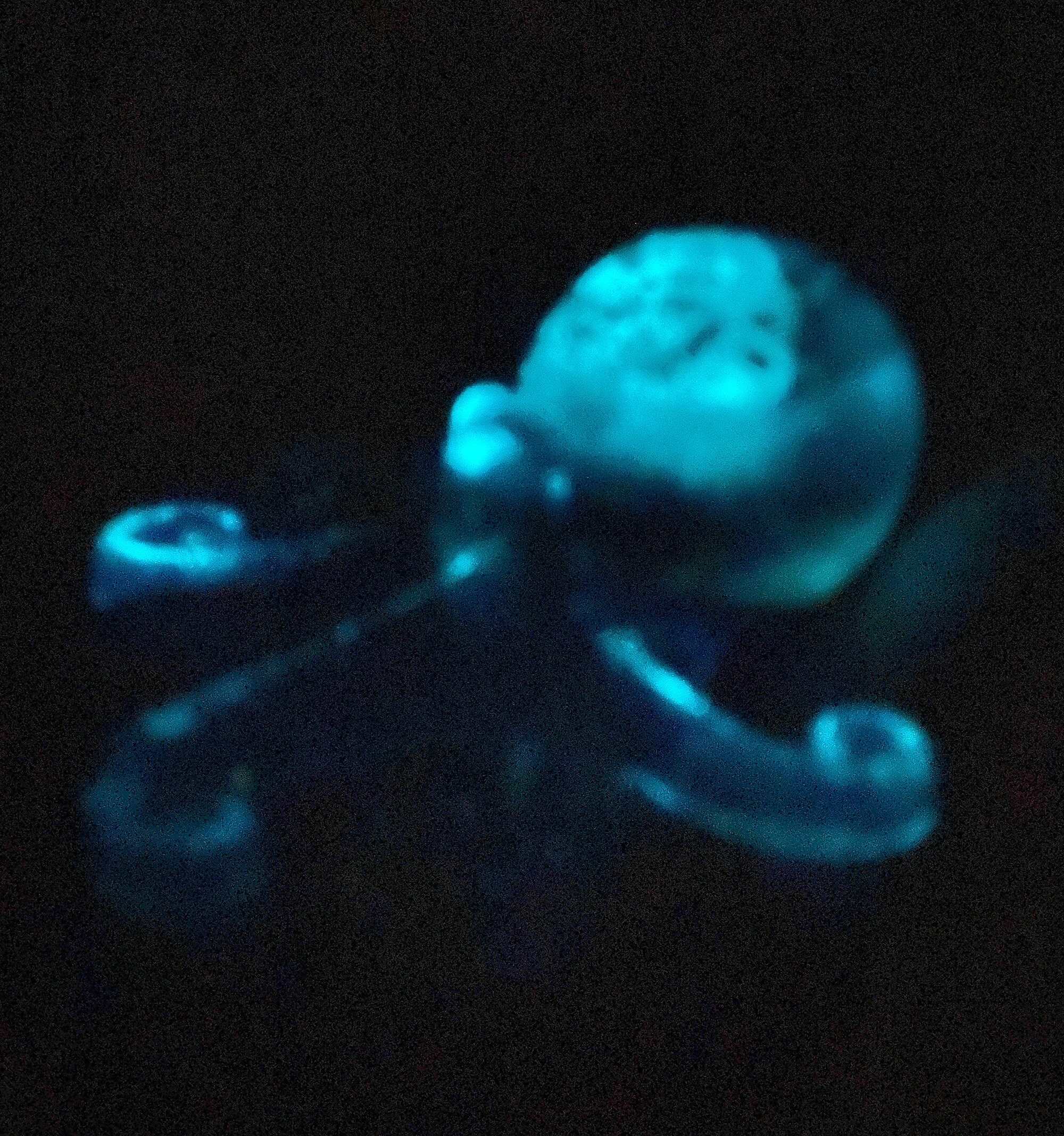 Glow in the Dark Ocean Octopus, Underwater World, Sea Life, Epoxy Sea ...