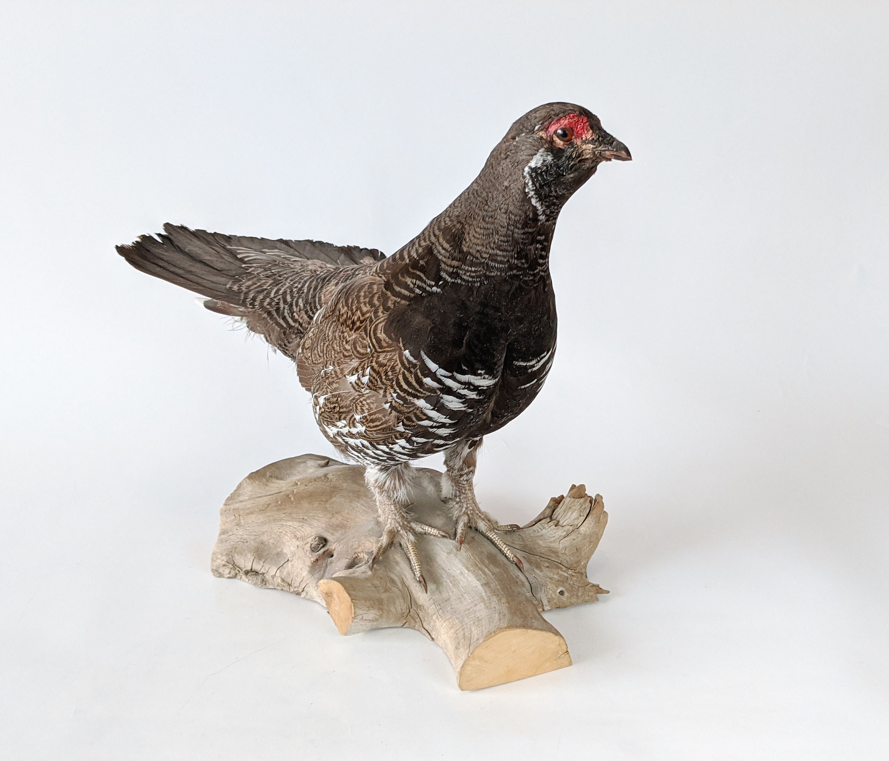 Sharptail Grouse Mounts