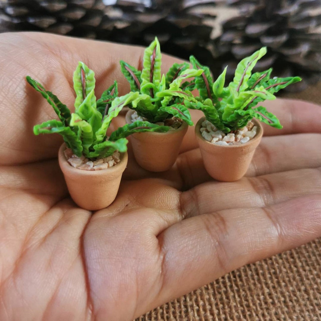 3 Miniature Green Fern Plant ,mini Plant Pots ,miniature Flower for ...
