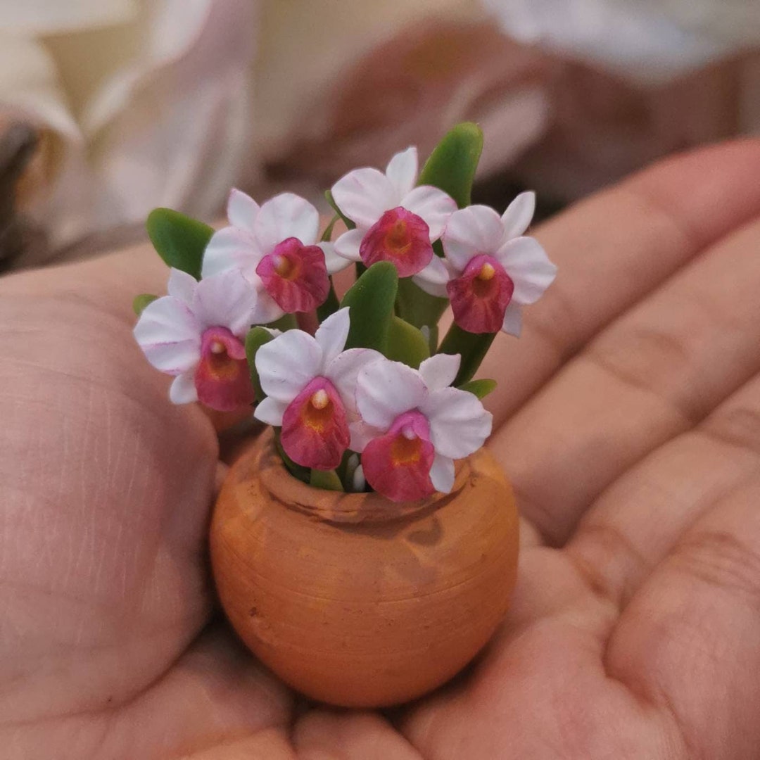 Miniature Cattleya Orchid Bunch of Flowers,miniature White Pink Color ...