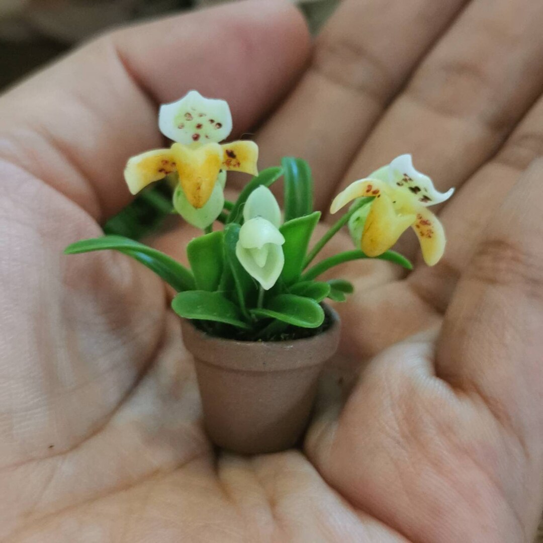 Miniature Orchid Flower Pot, Miniature Slipper Orchid Flower Pots ...