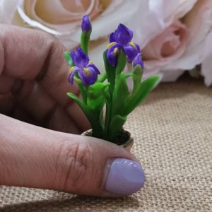Miniature Purple Flower Color Iris Flower Pot Mini Purple - Etsy