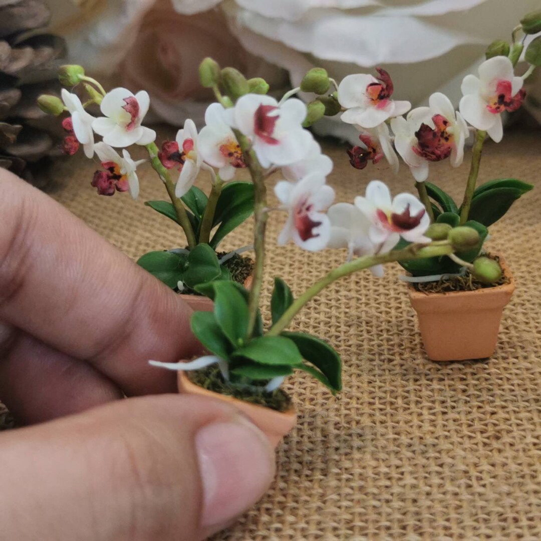 Miniature White Orchid Flower Pot Miniature Phalaenopsis - Etsy