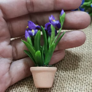 Miniature Purple Flower Color Iris Flower Pot Mini Purple - Etsy