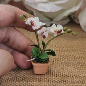Miniature White Orchid Flower Pot Miniature Phalaenopsis - Etsy