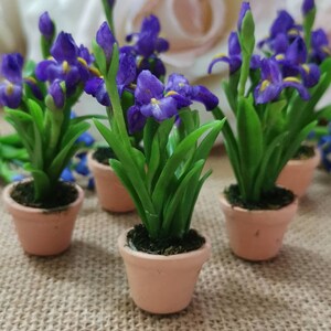 Miniature Purple Flower Color Iris Flower Pot Mini Purple - Etsy