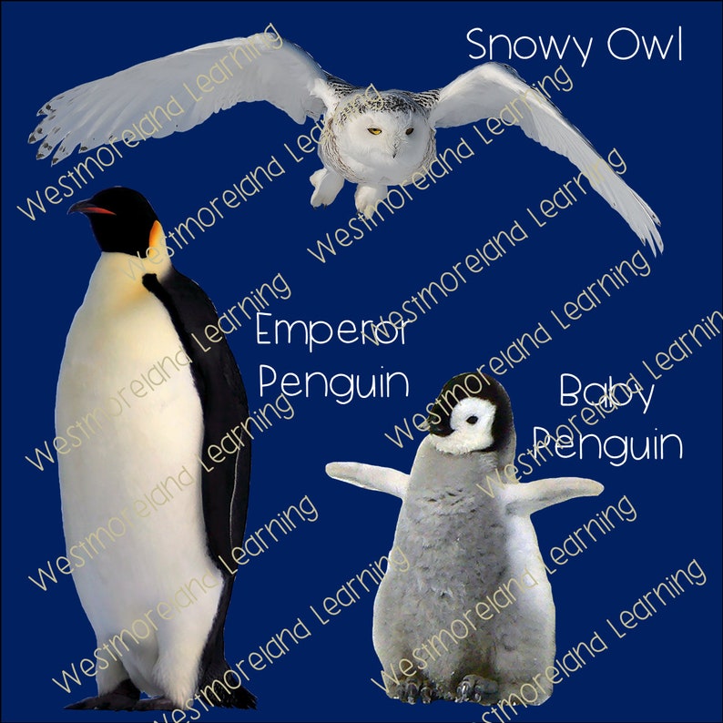 Polar Animals Clip Art Arctic & Antarctic Tundra Habitat - Etsy