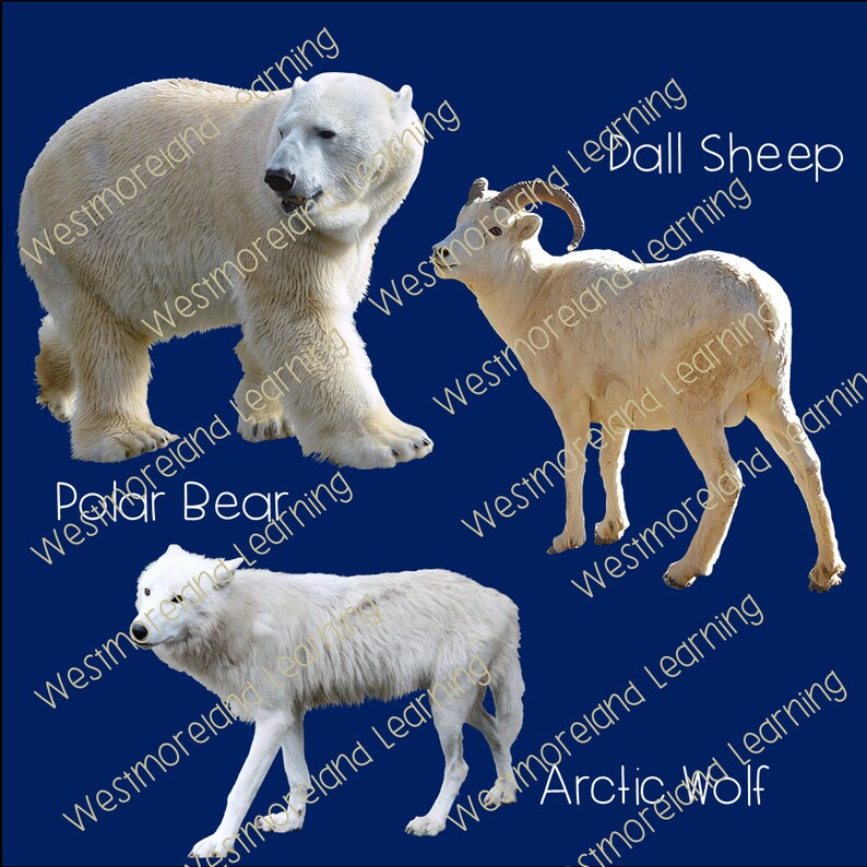 Polar Animals Clip Art Arctic & Antarctic Tundra Habitat - Etsy