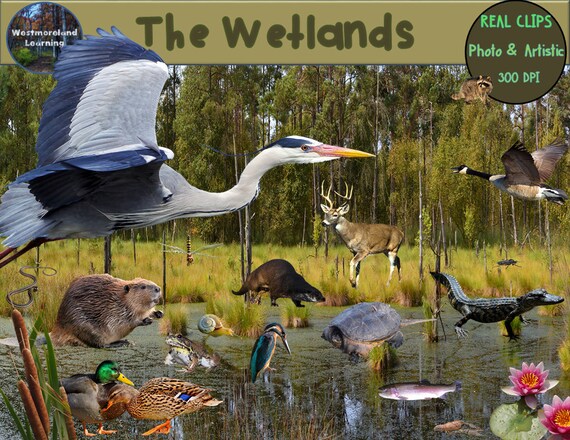 Wetlands Animals Clip Art Habitat Biome Photo & Artistic | Etsy