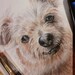 Peekaboo Dog Portrait Hand Painted Custom Watercolor, Paint My Cat ...