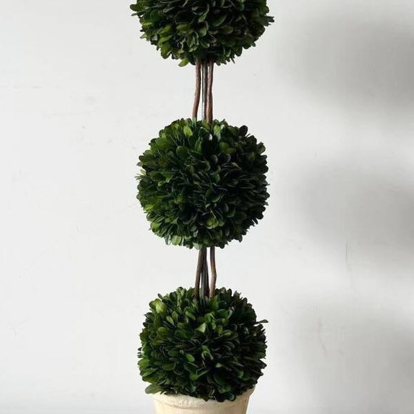 Boxwood Topiary Live - Etsy