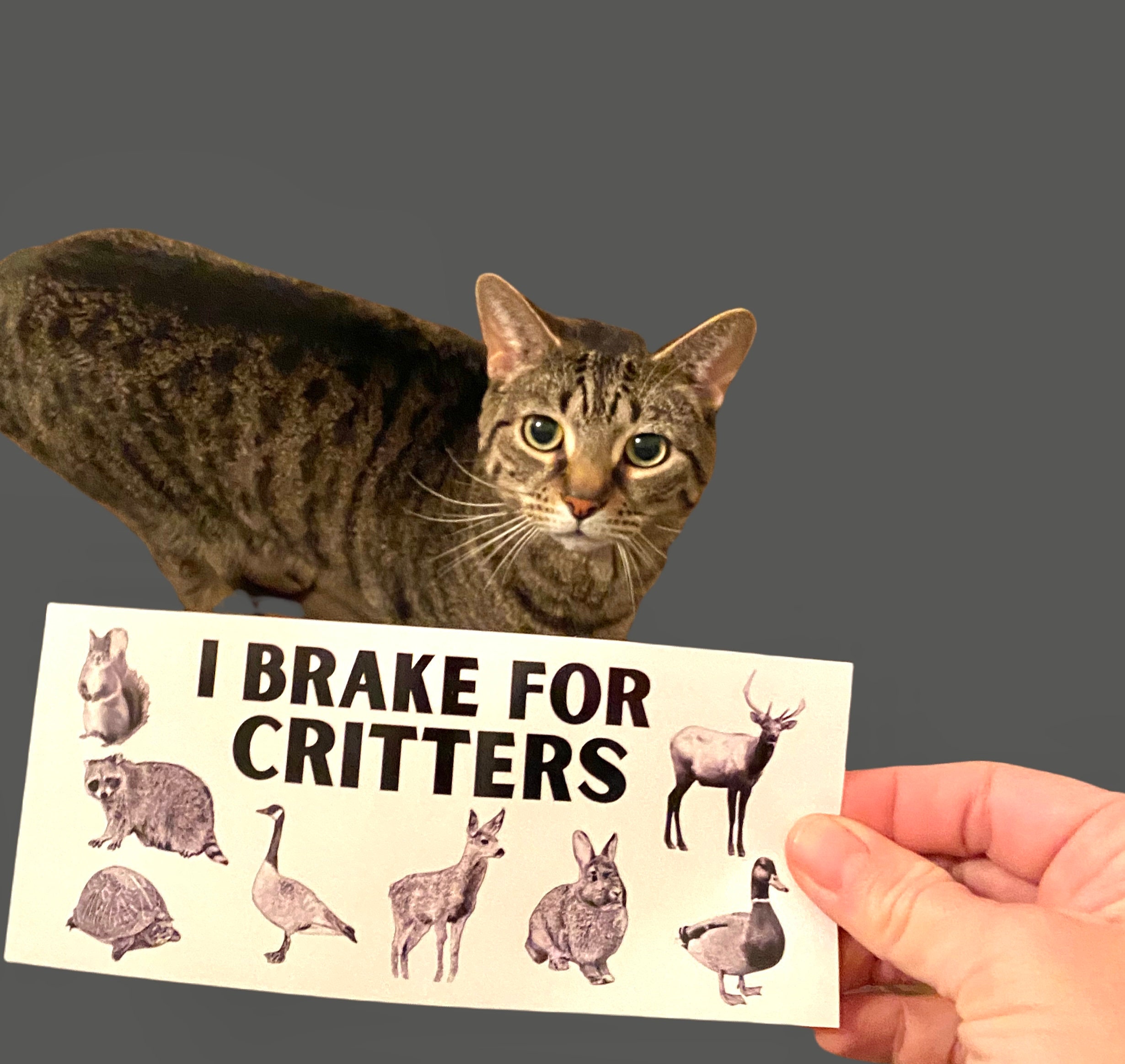 I Brake for Critters Bumper Sticker I Brake for Animals | Etsy